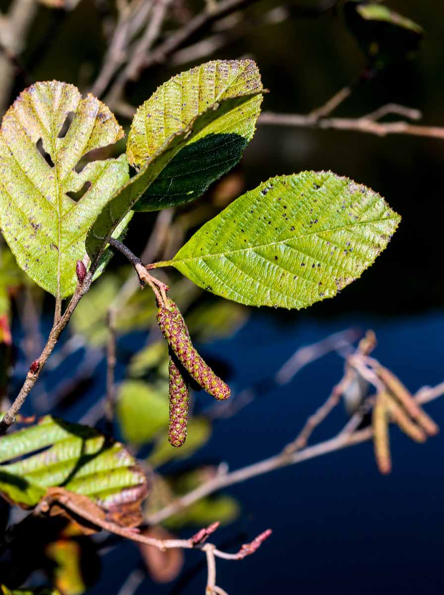 Tag Alder (Alnus serrulata) Male Catkins | Western Carolina Botanical Club