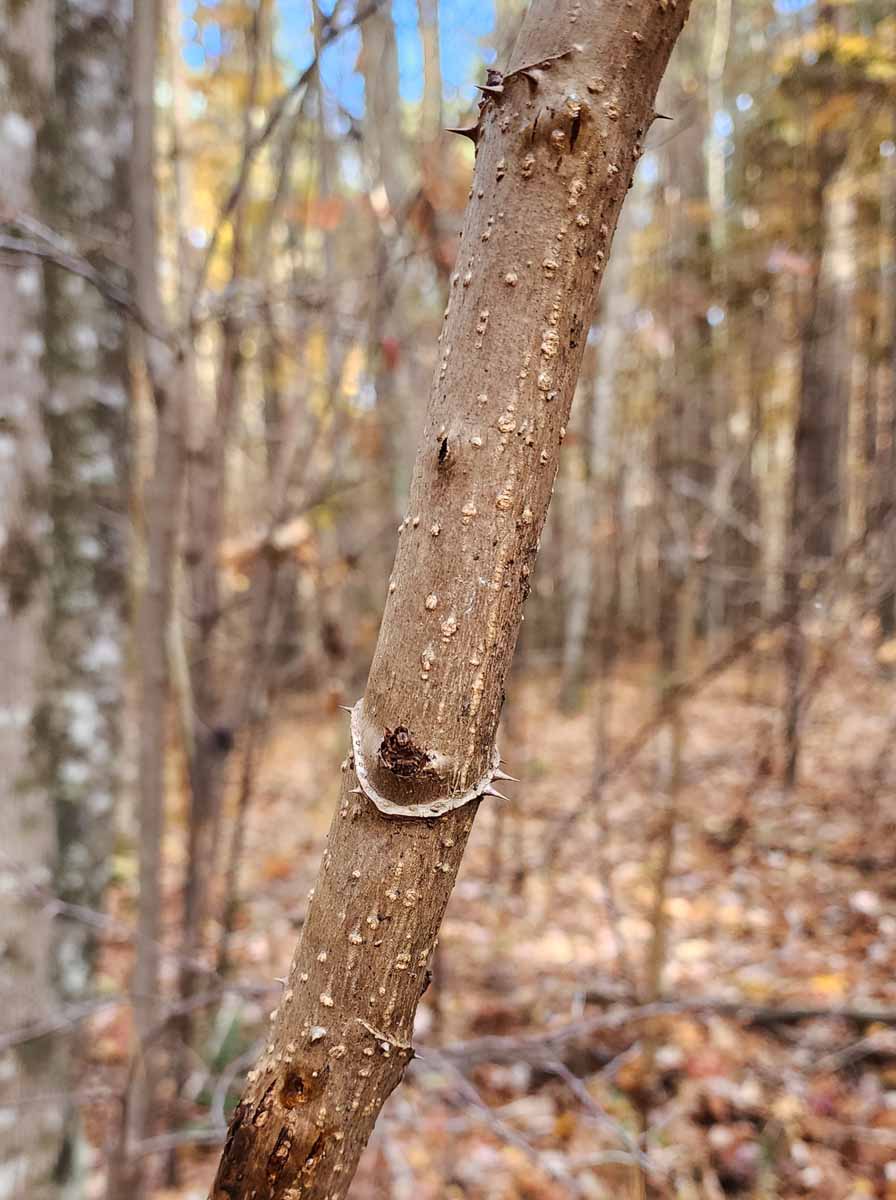 Devil’s Walking Stick; Hercules Club (Aralia spinosa) | Western ...