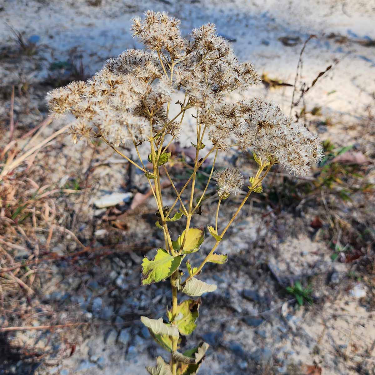 Roundleaved Thoroughwort (Eupatorium rotundifolium) [Asteraceae ...