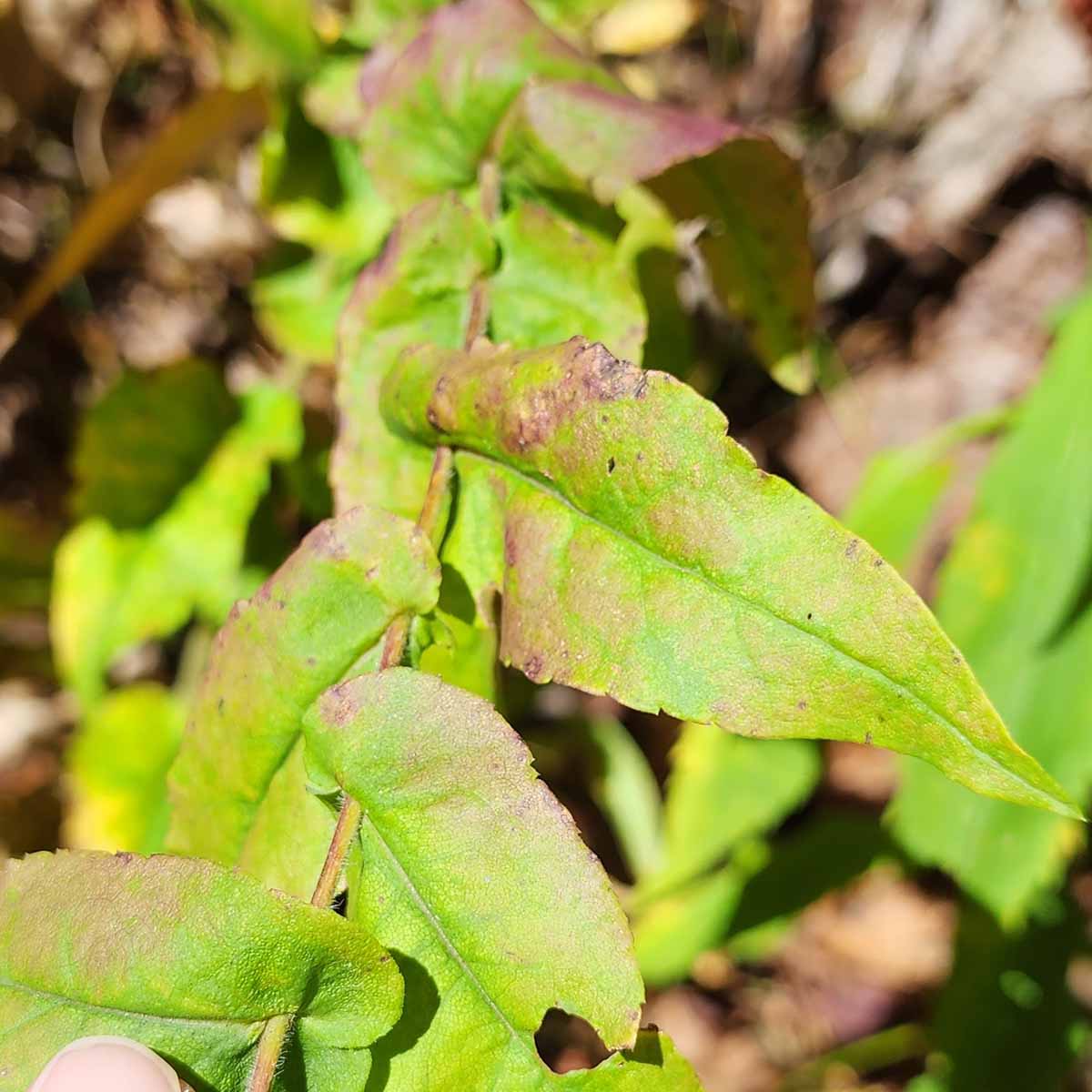 Wavy-leaved Aster (Symphyotrichum undulatum) Upper Stem Leaves ...