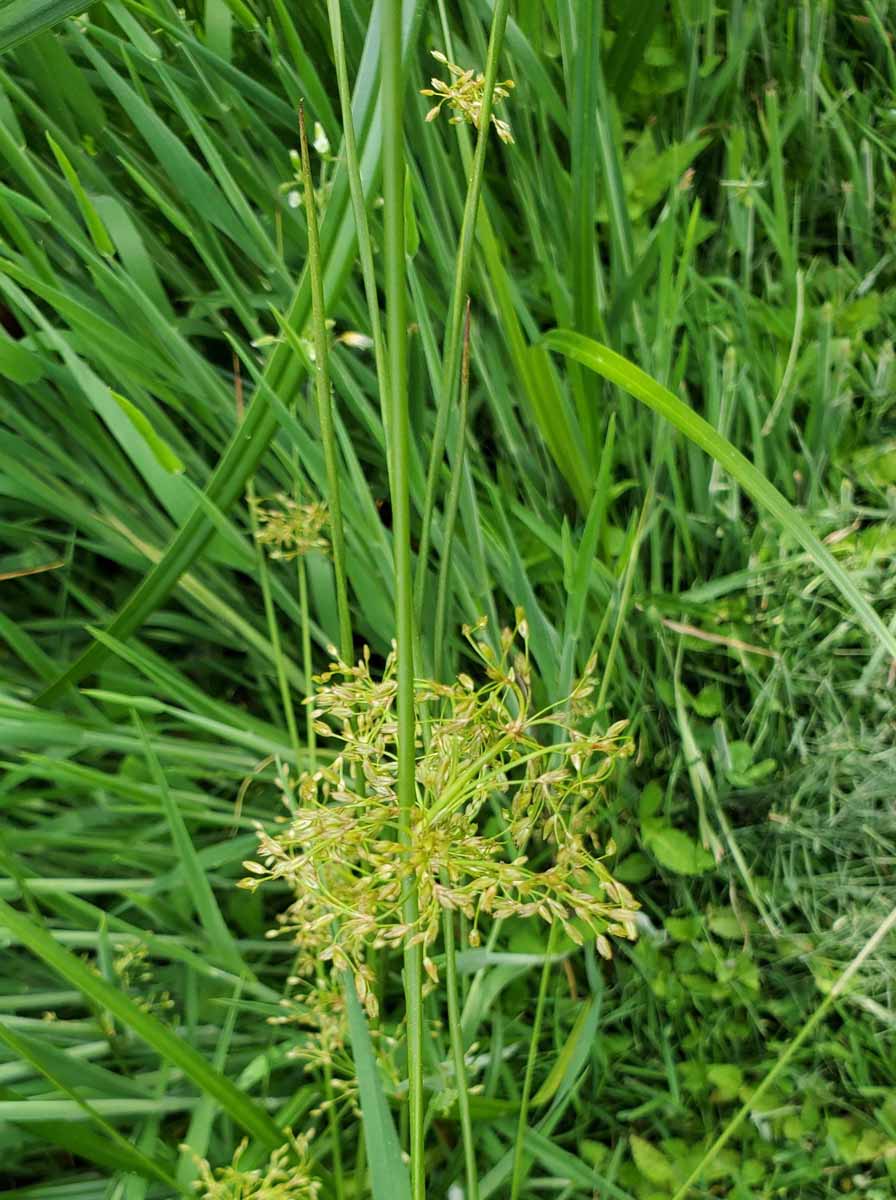 Soft Rush (Juncus effusus) [Juncaceae] | Western Carolina Botanical Club