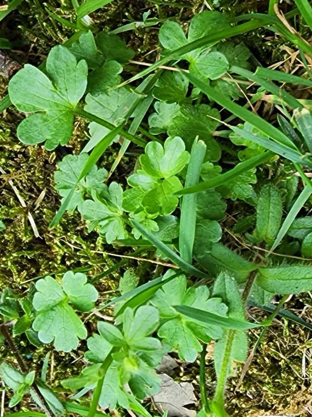 Know Your Plants – Botanical Names Beginning with “R” | Western ...
