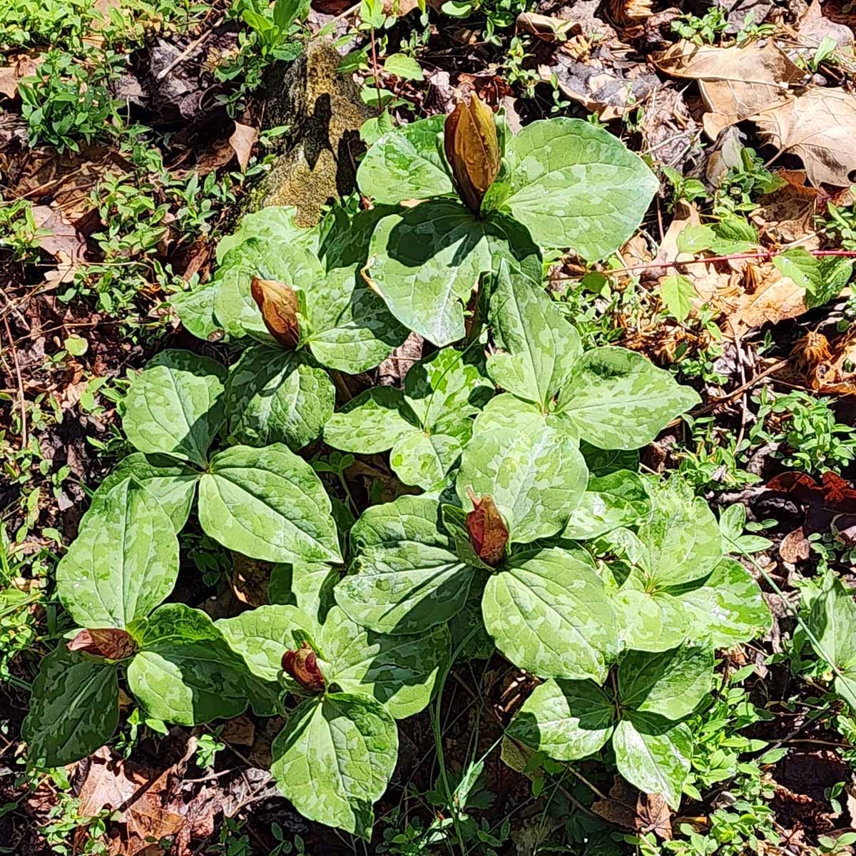 A Patch of Toadshade; Little Sweet Betsy (Trillium cuneatum ...