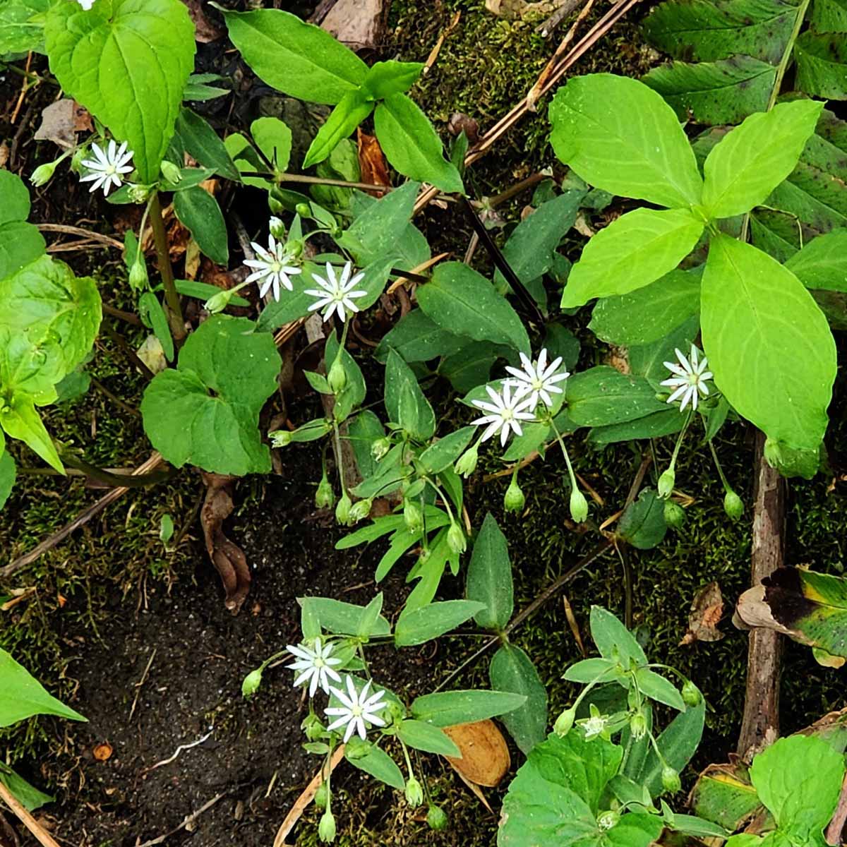 Star Chickweed (Stellaria pubera) Plants | Western Carolina Botanical Club