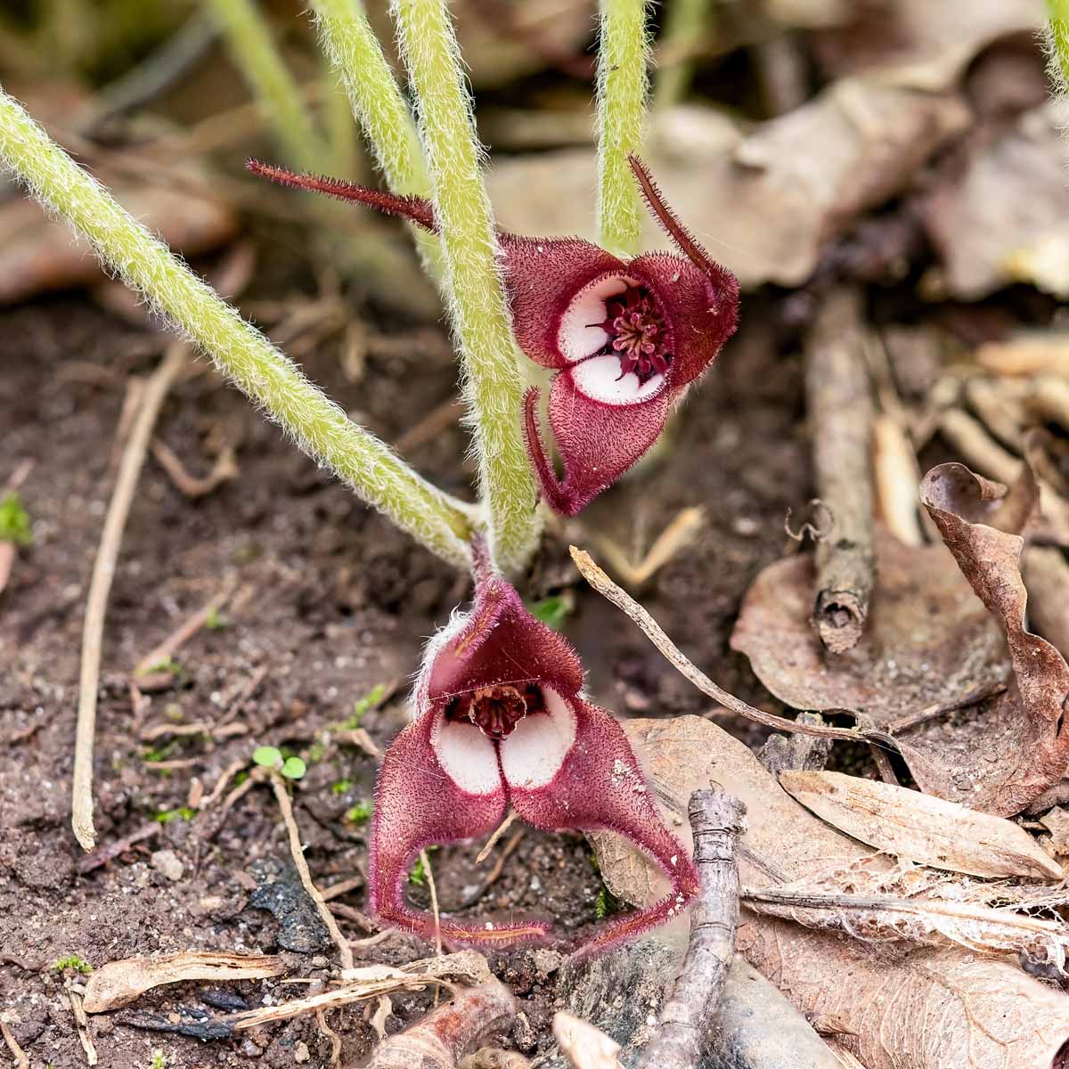 Know Your Plants – Canadian Plants | Western Carolina Botanical Club