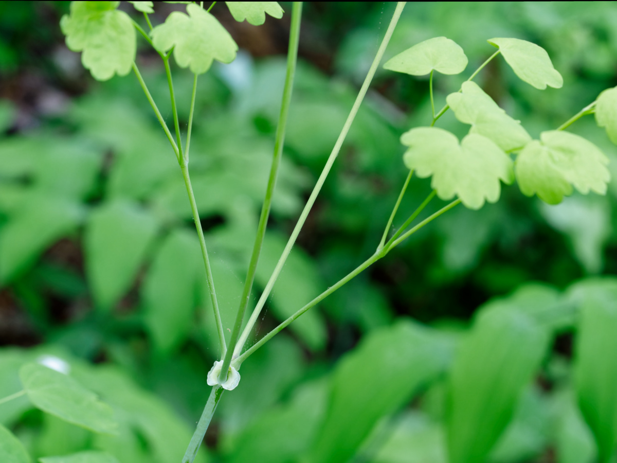 Appalachian Meadow Rue (Thalictrum coriaceum) [Ranunculaceae] flared ...