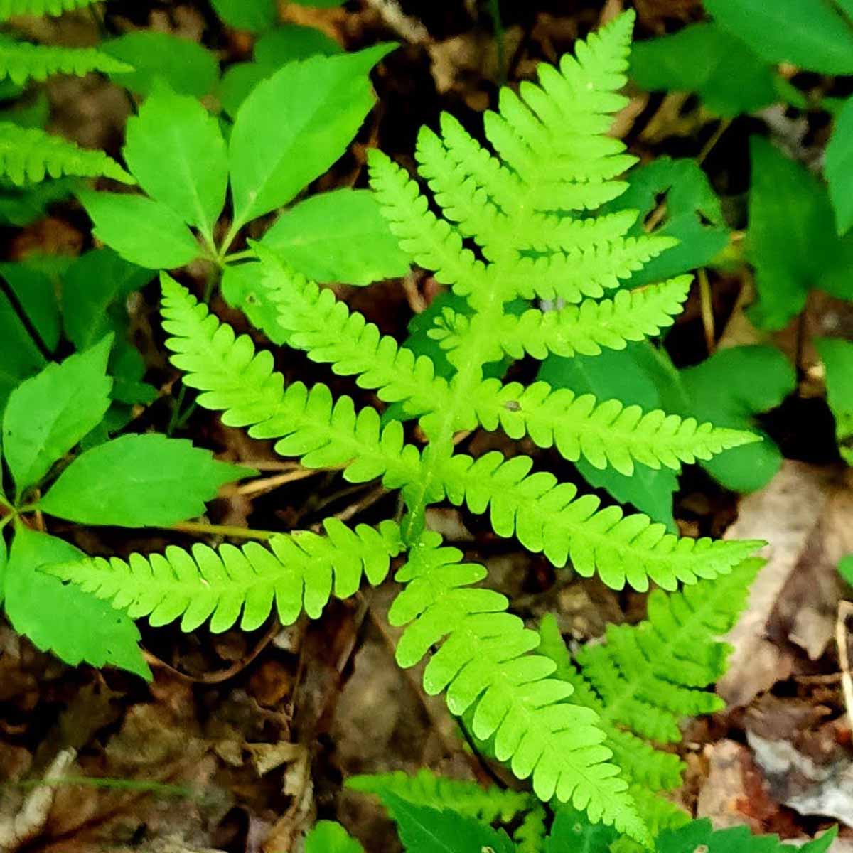 Broad Beech Fern (Phegopteris hexagonoptera) [Thelypteridaceae ...