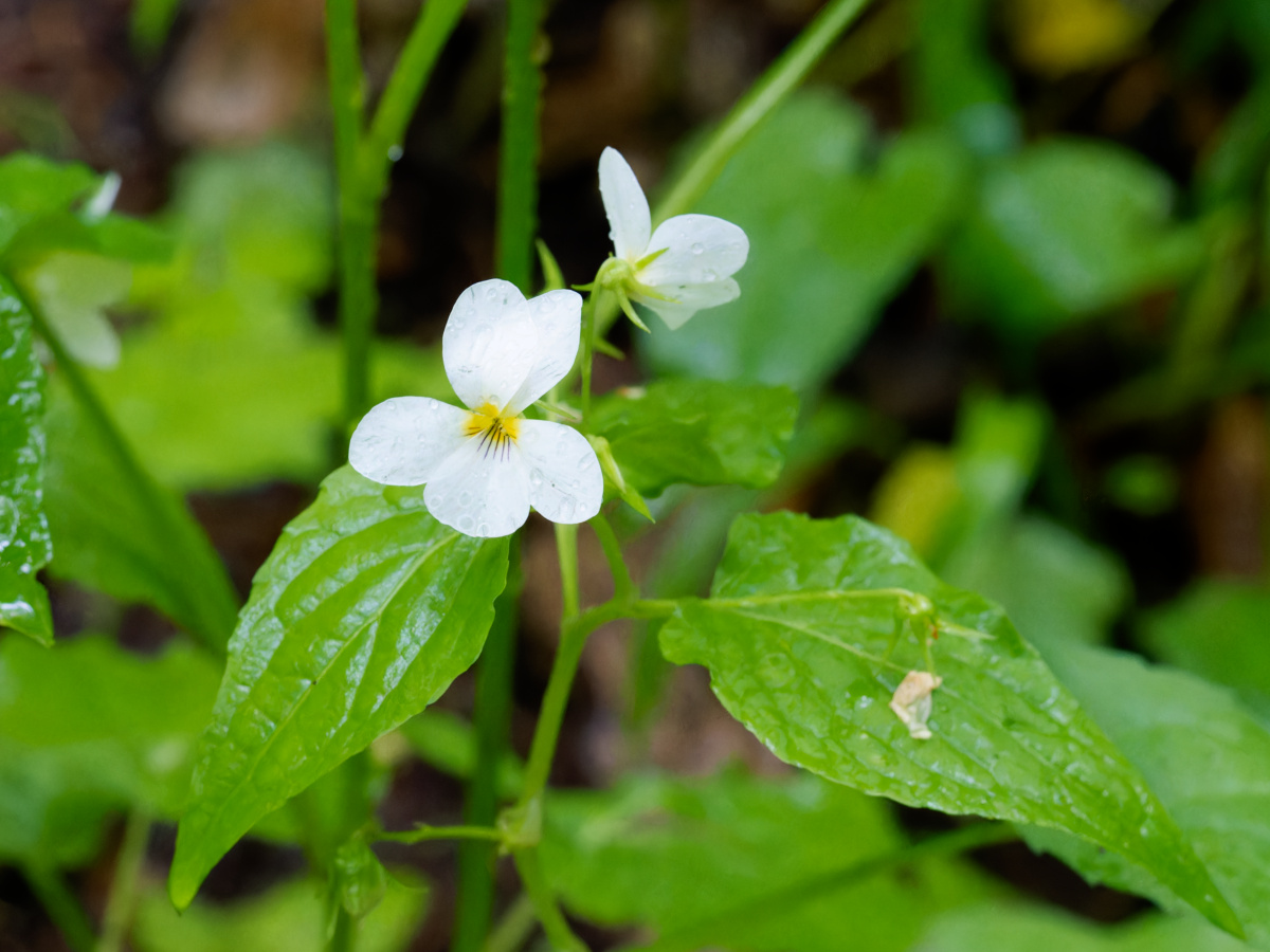 Canada Violet (Viola canadensis) | Western Carolina Botanical Club