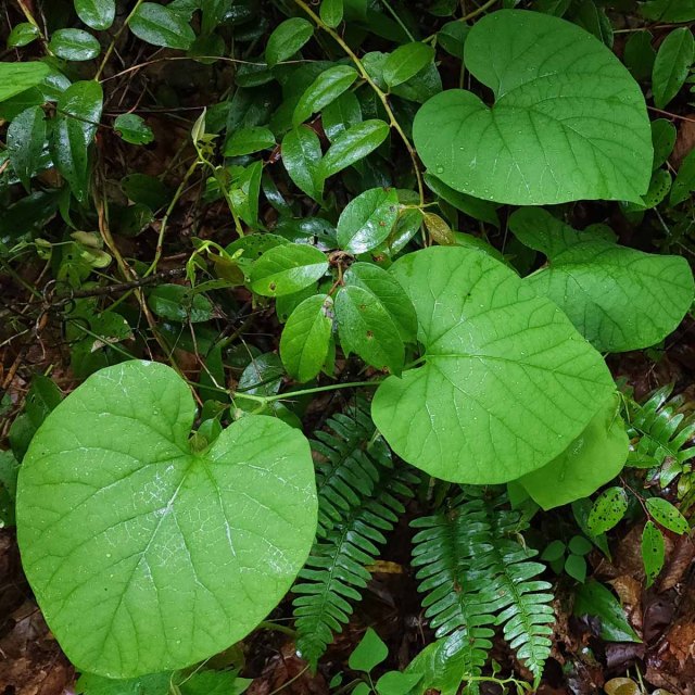 Dutchman’s Pipe (Aristolochia macrophylla) Leaves | Western Carolina ...