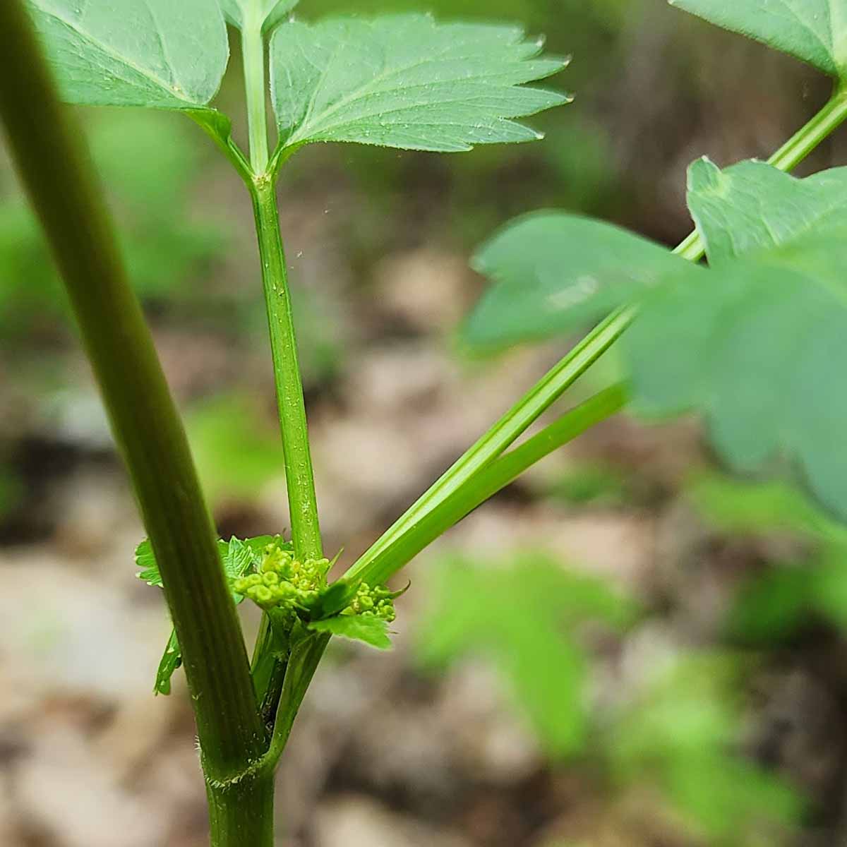 Hairy-jointed Meadow Parsnip (Thaspium barbinode) Stem | Western ...