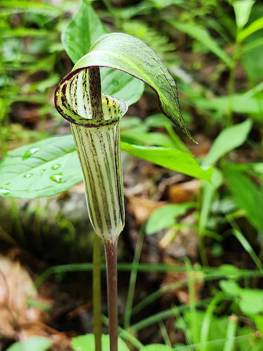 Jack-in-the-Pulpit (Arisaema triphyllum) | Western Carolina Botanical Club