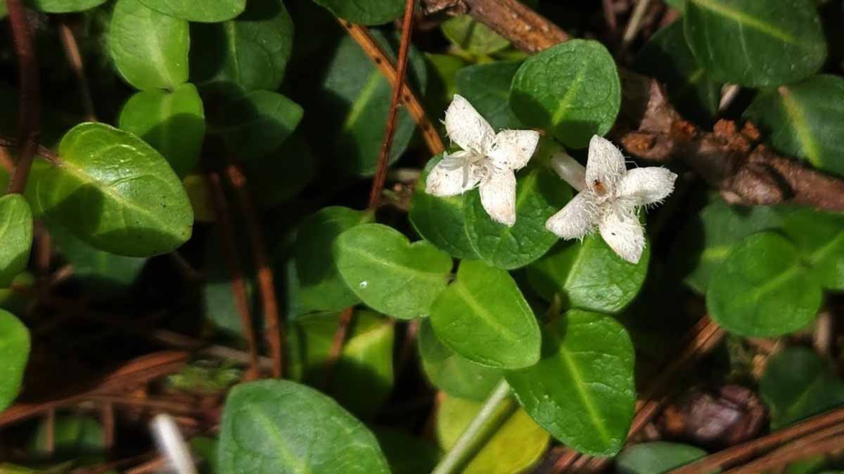 Partridge Berry (Mitchella repens) Blooms | Western Carolina Botanical Club