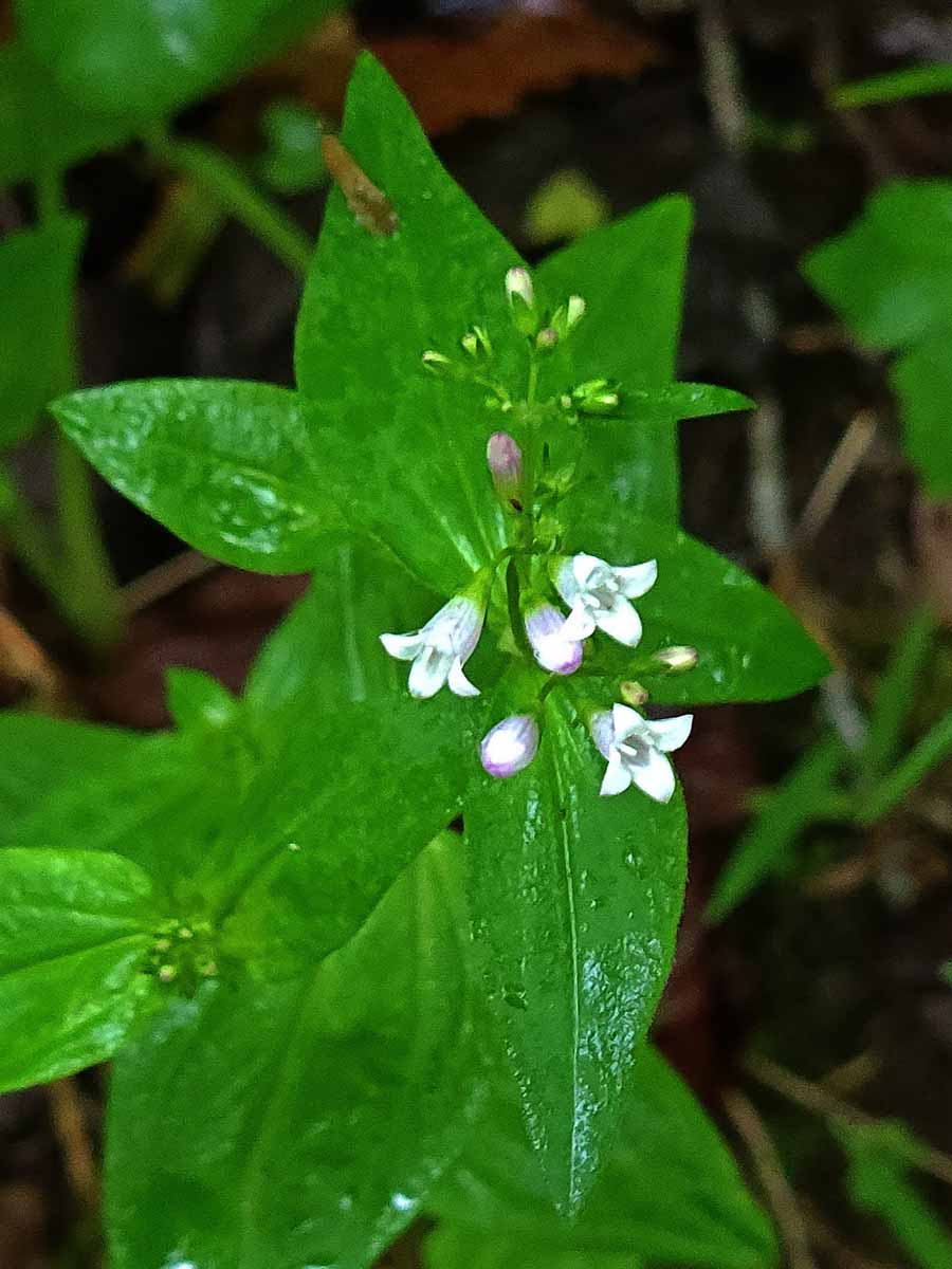Purple Bluets (Houstonia purpurea) Blooms | Western Carolina Botanical Club