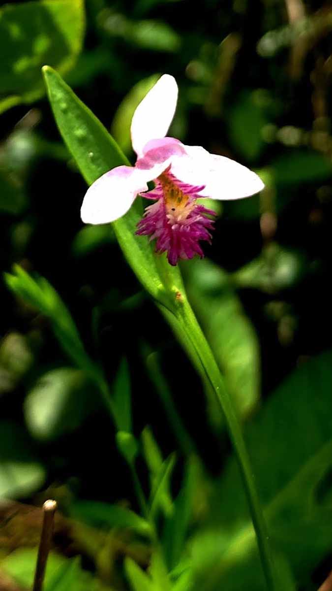 Rose Pogonia; Snake Mouth Orchid (Pogonia ophioglossoides) [Orchidaceae ...