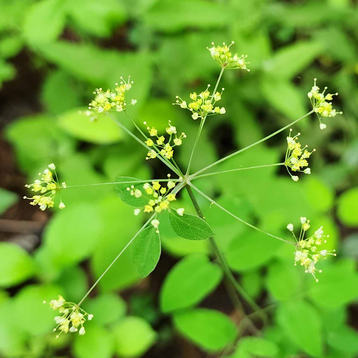 Yellow Pimpernel (Taenidia integerrima ) [Apiaceae] Blooms | Western ...