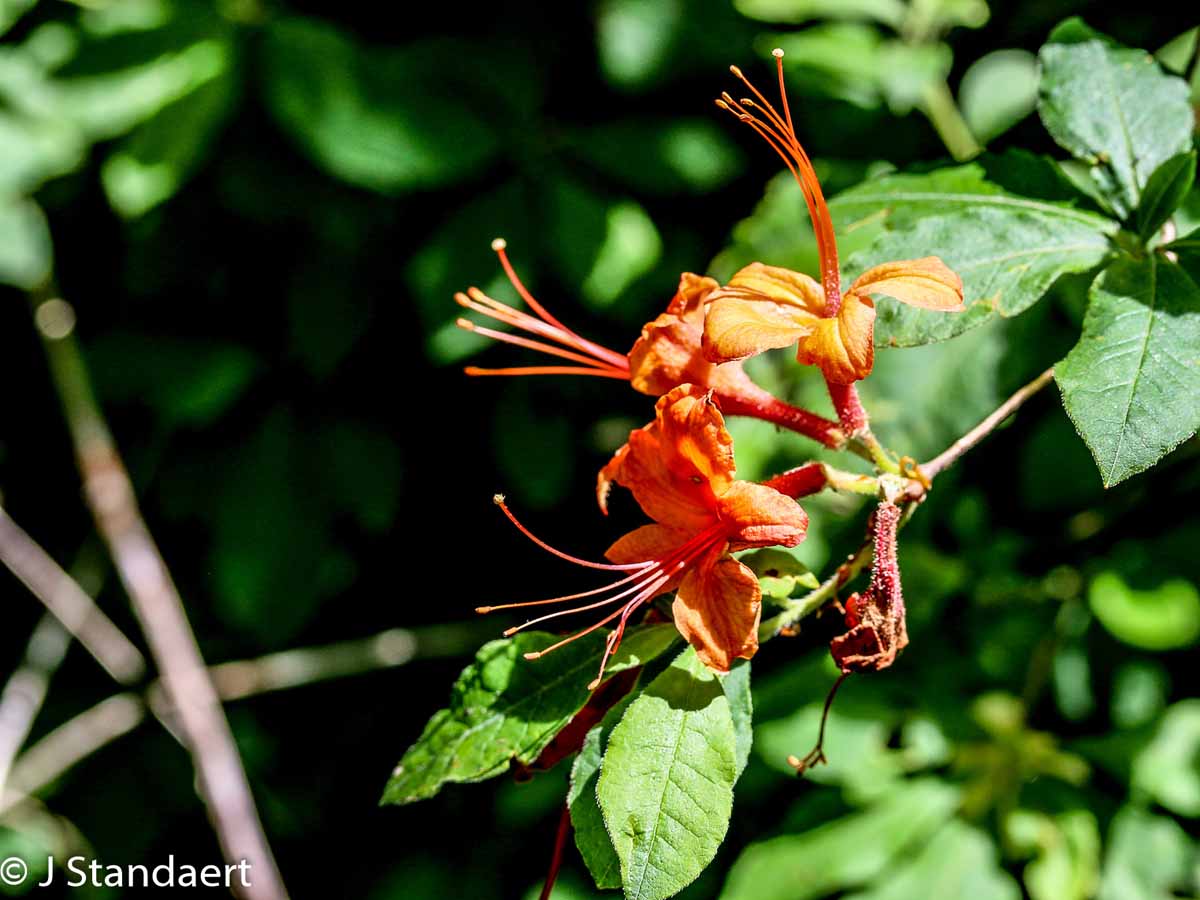 Flame Azalea (Rhododendron calendulaceum) | Western Carolina Botanical Club