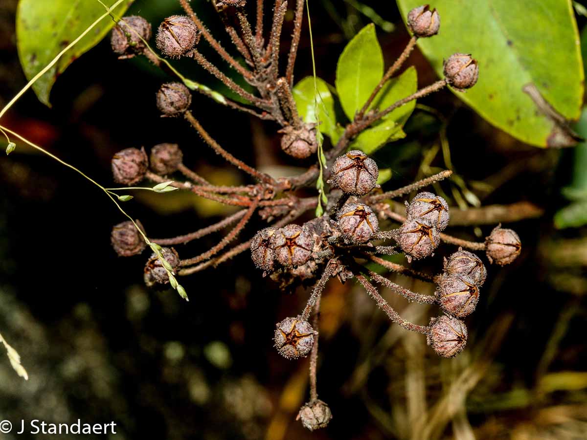 Maleberry (Lyonia ligustrina) | Western Carolina Botanical Club