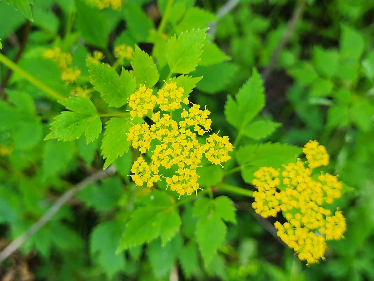 Hairy-jointed Meadow Parsnip (Thaspium barbinode ) [Apiaceae] | Western ...