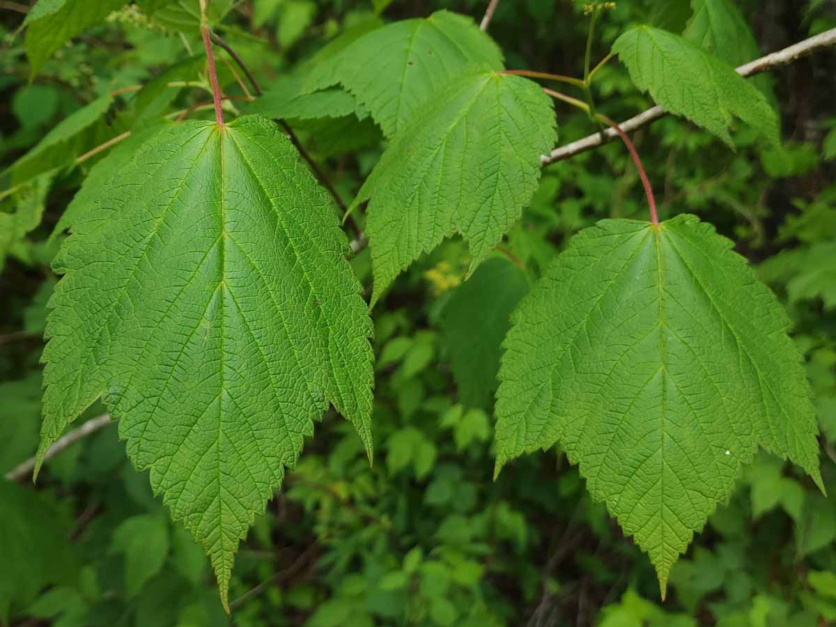 Mountain Maple (Acer spicatum) Leaves | Western Carolina Botanical Club
