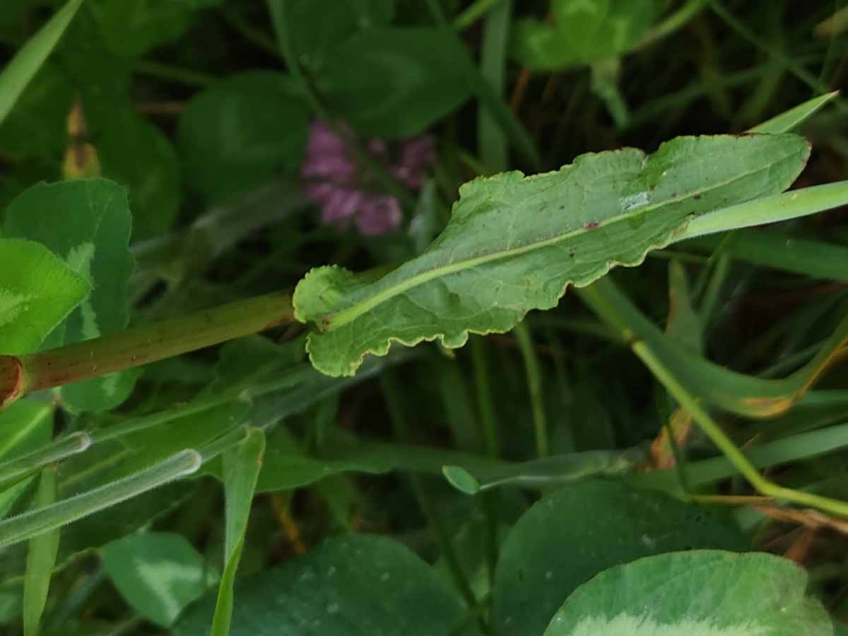 Curly Dock (Rumex crispus*) [Polygonaceae] Leaf | Western Carolina ...