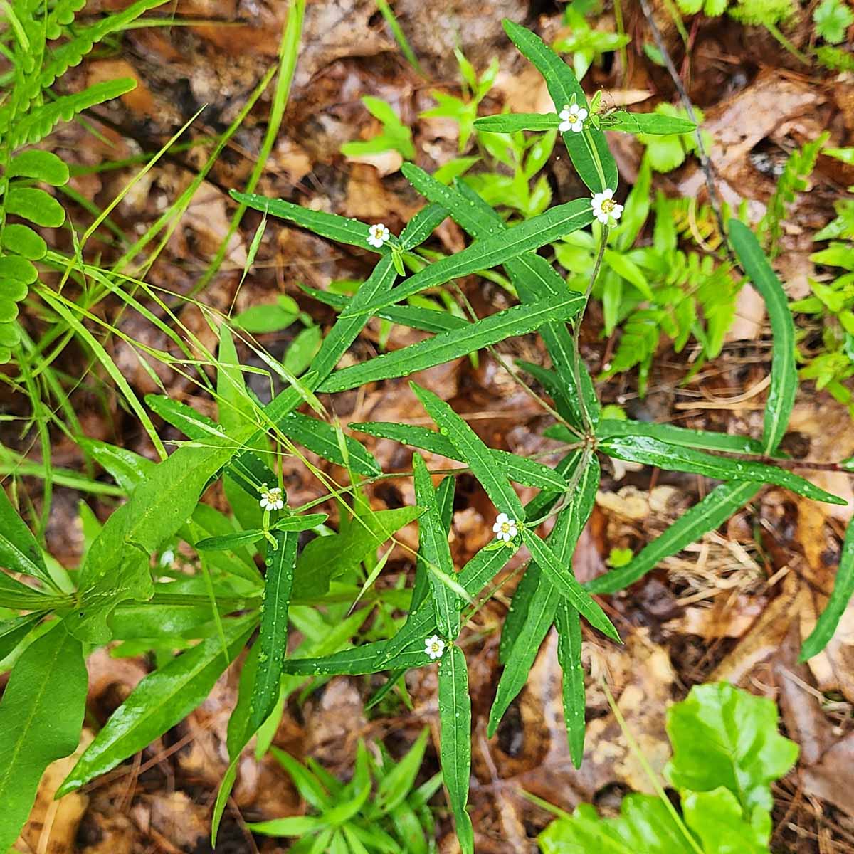 Flowering Spurge (Euphorbia corollata) | Western Carolina Botanical Club
