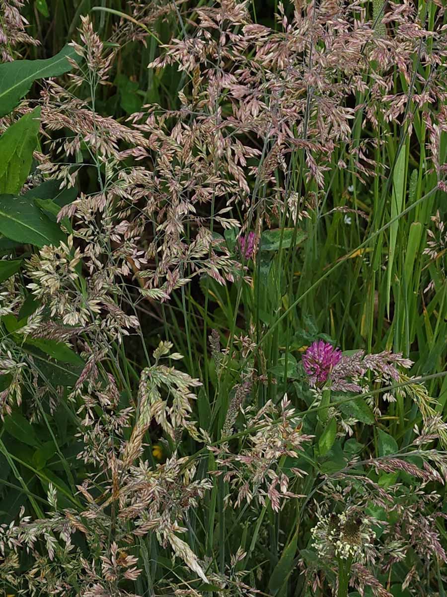 Velvet Grass (Holcus lanatus) | Western Carolina Botanical Club