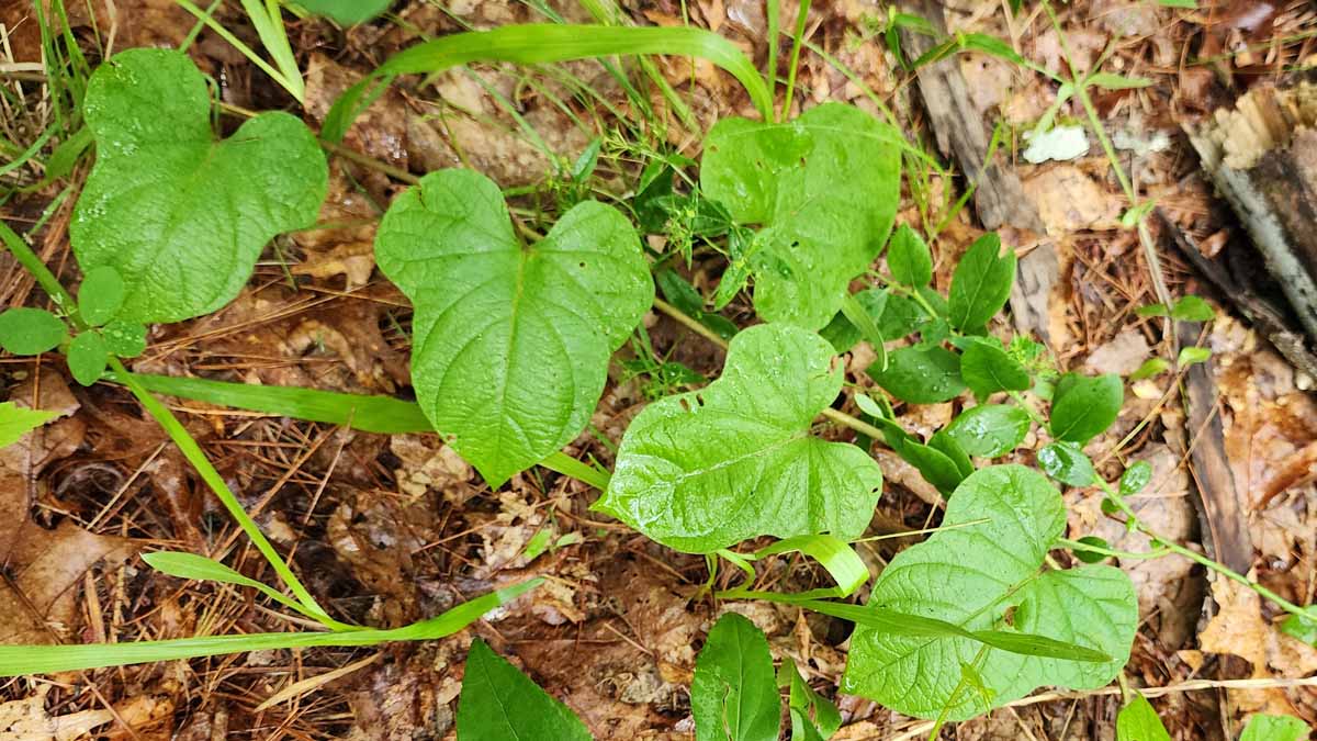 Wild Potato Vine; Man-of-the-Earth (Ipomoea pandurata) [Convolvulaceae ...
