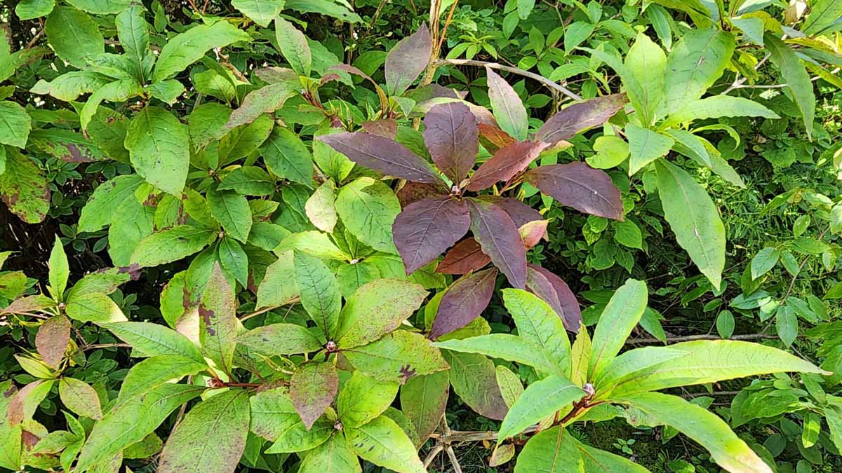 Pinkshell Azalea (Rhododendron vaseyi) | Western Carolina Botanical Club