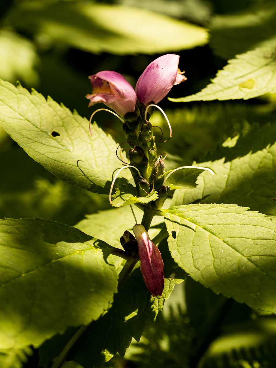 Red Turtlehead (Chelone obliqua) | Western Carolina Botanical Club