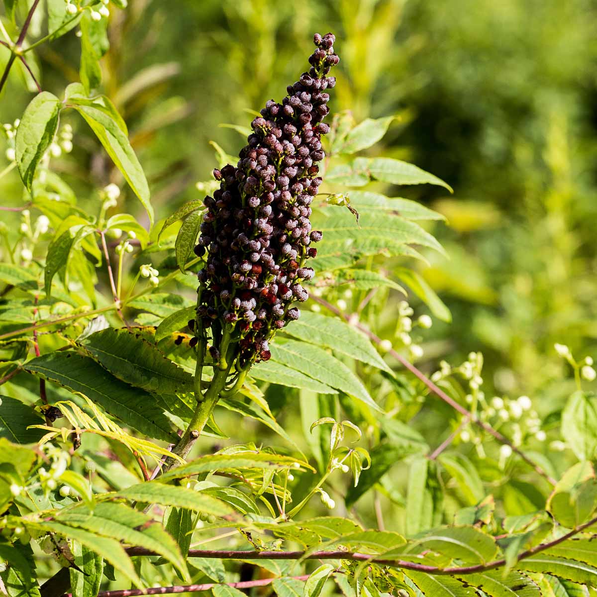 Smooth Sumac (Rhus glabra) | Western Carolina Botanical Club