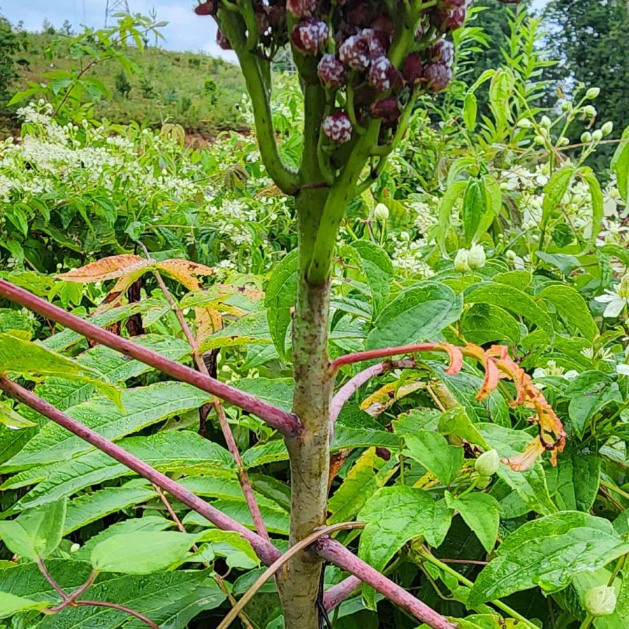 Smooth Sumac (Rhus glabra) Stem | Western Carolina Botanical Club