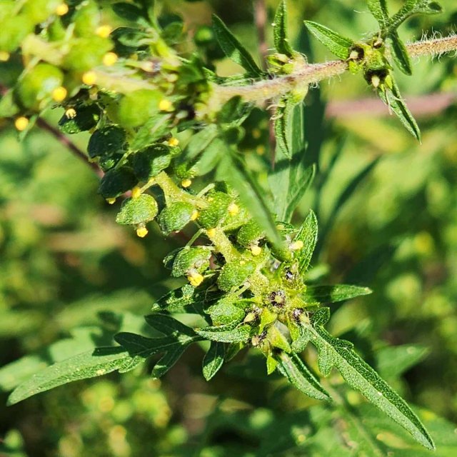 Common Ragweed (Ambrosia artemisiifolia) [Asteraceae] Flowers | Western ...