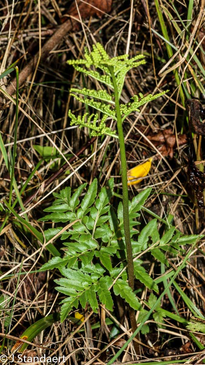 Dissected Grape Fern (Botrychium dissectum) [Ophioglossaceae] | Western ...