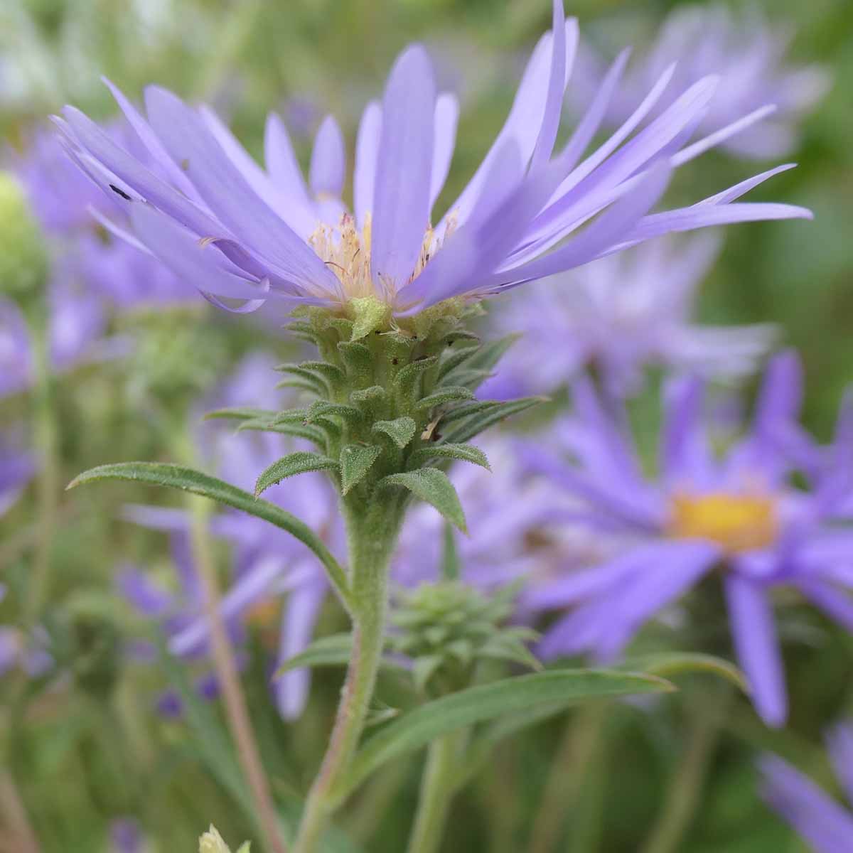 Eastern Showy Aster (Eurybia spectabilis) [Asteraceae] Glandular ...