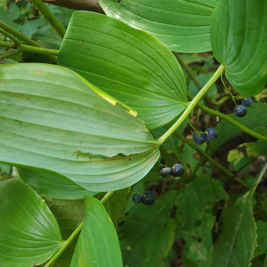 Great Solomon’s Seal (Polygonatum biflorum v. commutatum) Fruit ...