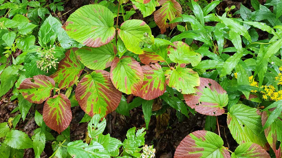 Hobble Bush (Viburnum lantanoides) | Western Carolina Botanical Club