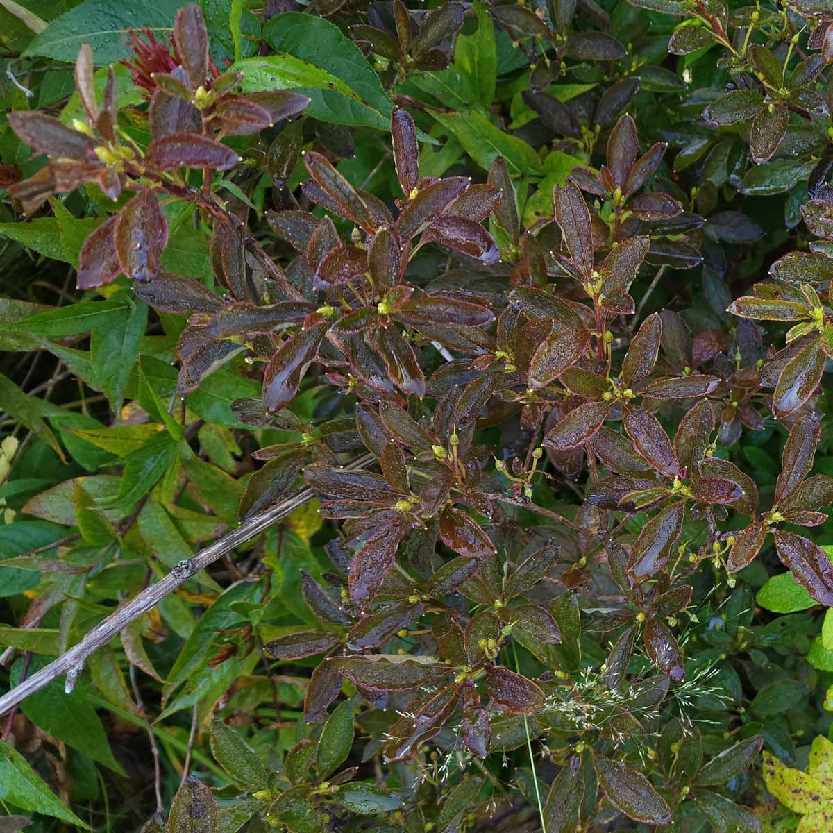 Minnie Bush (Menziesia pilosa) in Fall Colors | Western Carolina ...