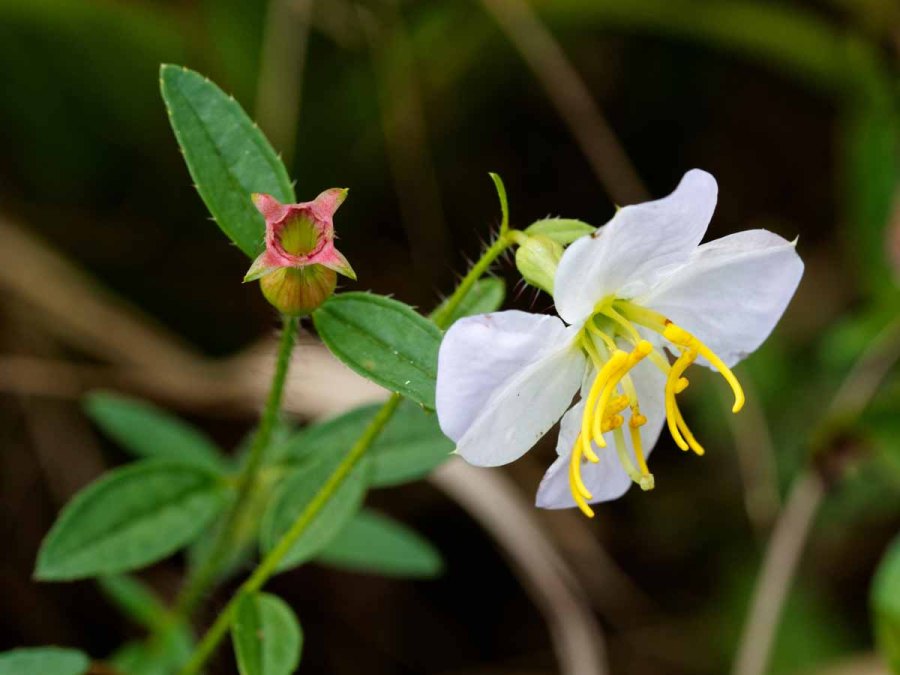 Pale Meadow Beauty (Rhexia mariana) [Melastomataceae] | Western ...