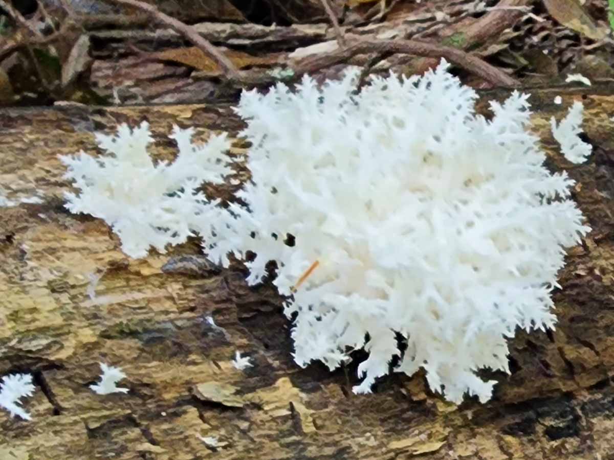 Snowflake Fungus | Western Carolina Botanical Club