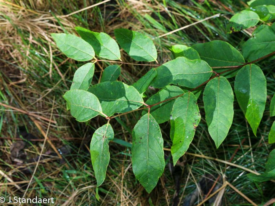 Spreading Dogbane (Apocynum androsaemifolium) [Apocynaceae] | Western ...