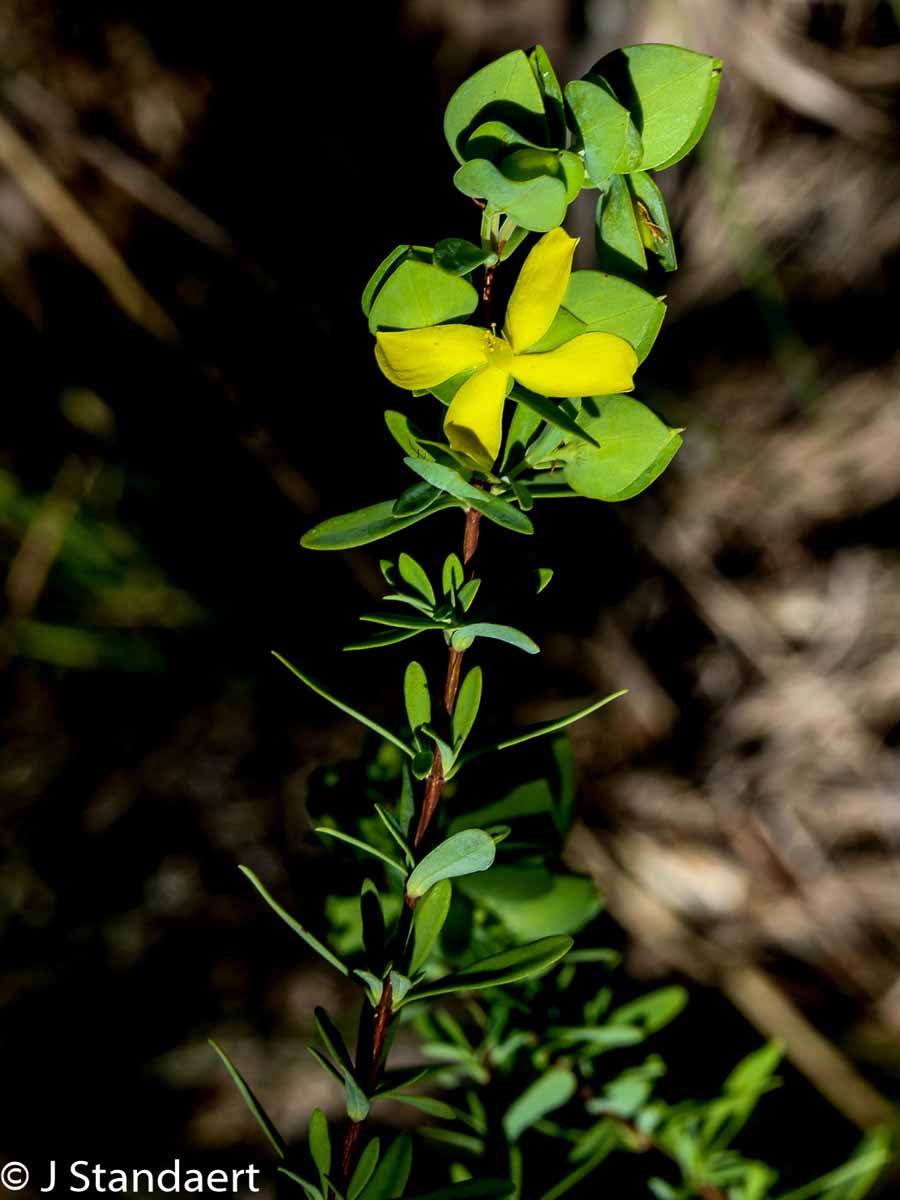 St. Andrew’s Cross (Hypericum hypericoides spp. hypericoides) | Western ...