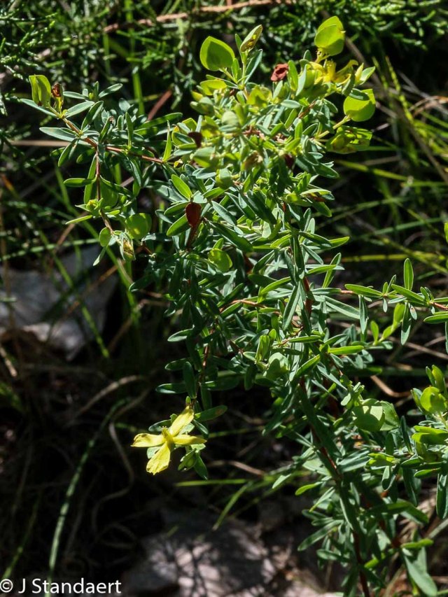 St. Andrew’s Cross (Hypericum hypericoides spp. hypericoides) | Western ...