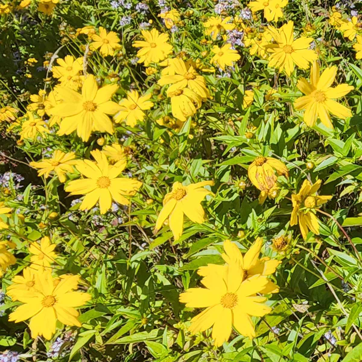 Star Tickseed (Coreopsis pubescens) | Western Carolina Botanical Club