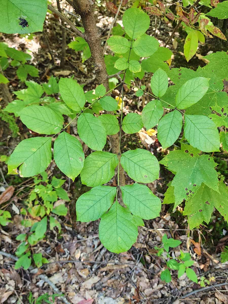 White Ash (Fraxinus americana) [Oleaceae] | Western Carolina Botanical Club