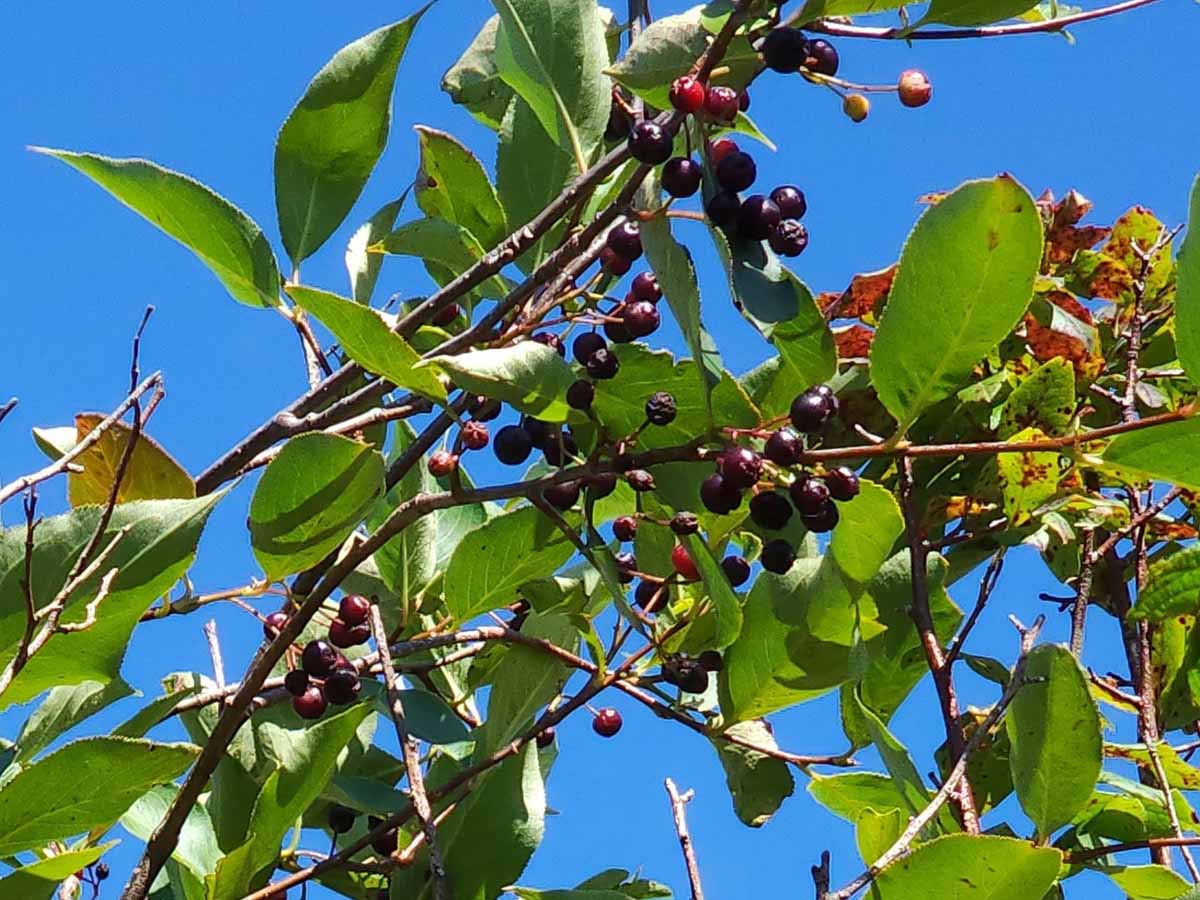 Wild Raisin (Viburnum nudum var. cassinoides) Going to Raisin | Western ...