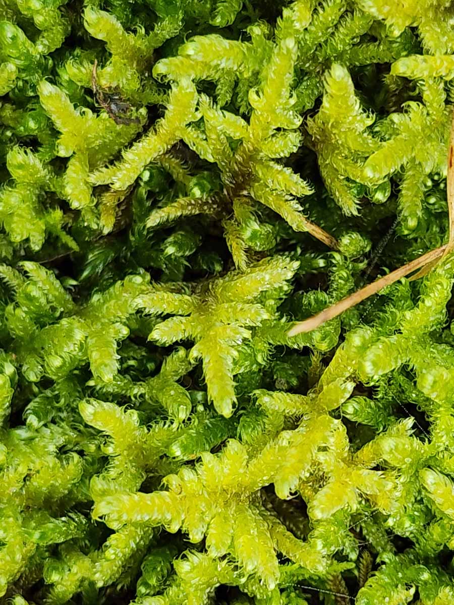 a Feather Moss (Hypnum sp.) | Western Carolina Botanical Club