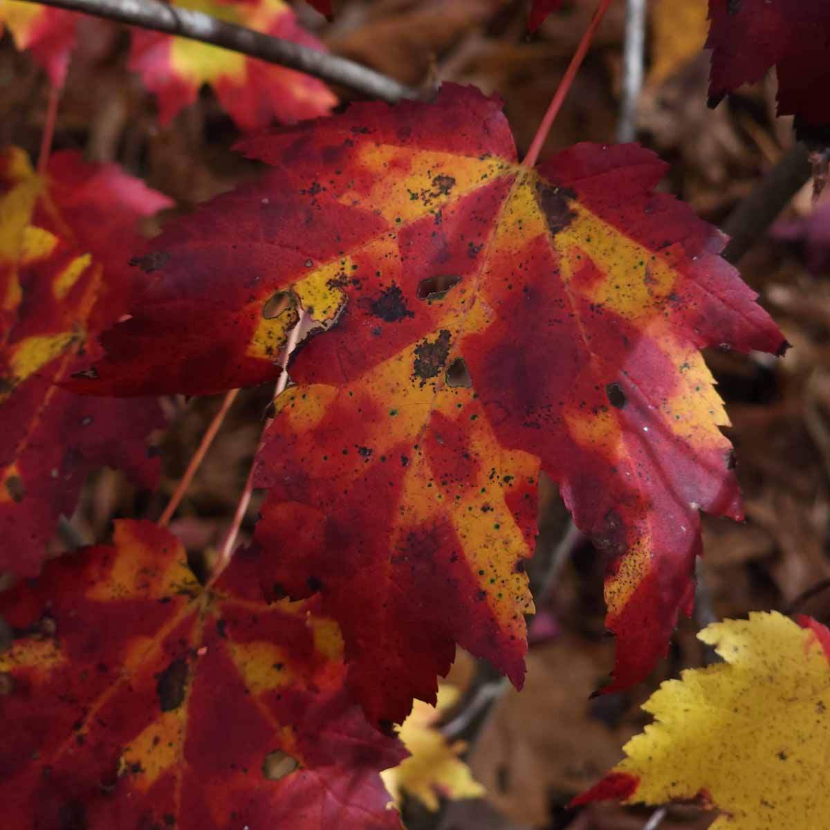 Bright Red Maple Leaf (Acer rubrum) | Western Carolina Botanical Club