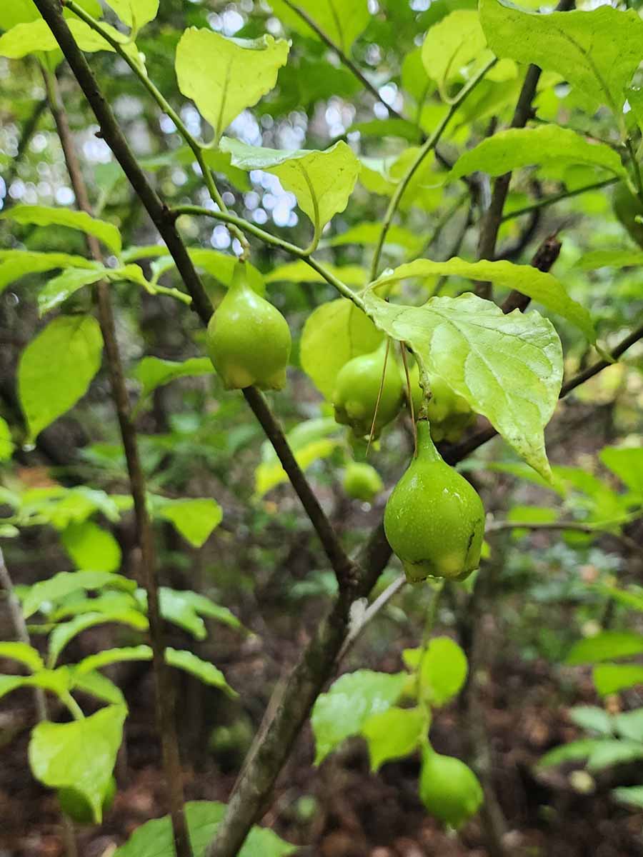 Buffalo Nut (Pyrularia pubera) | Western Carolina Botanical Club