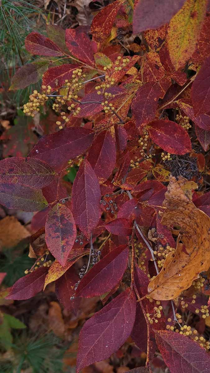Maleberry (Lyonia ligustrina) Berries | Western Carolina Botanical Club