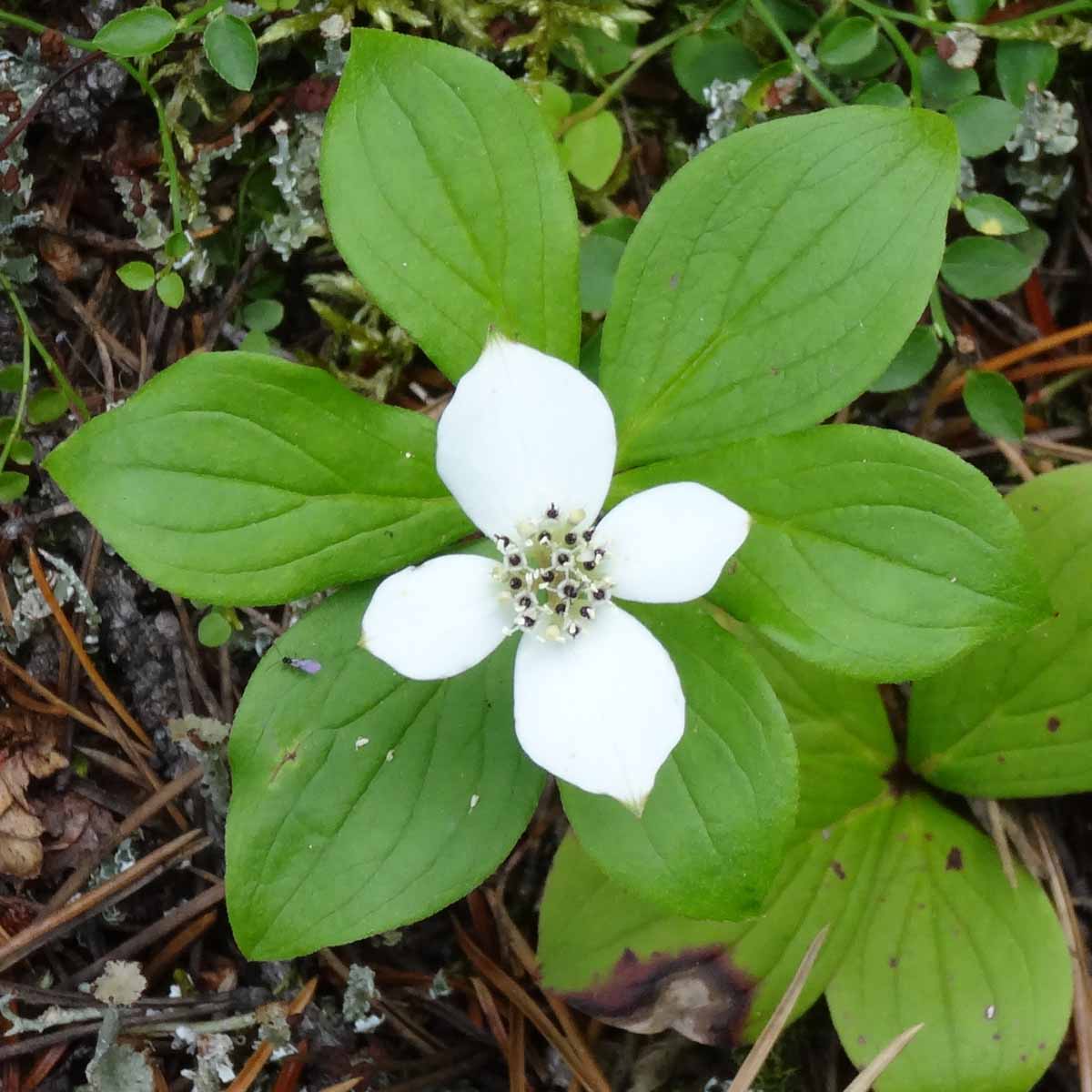 Bunchberry (Cornus canadensis) [Cornaceae] Flower | Western Carolina ...